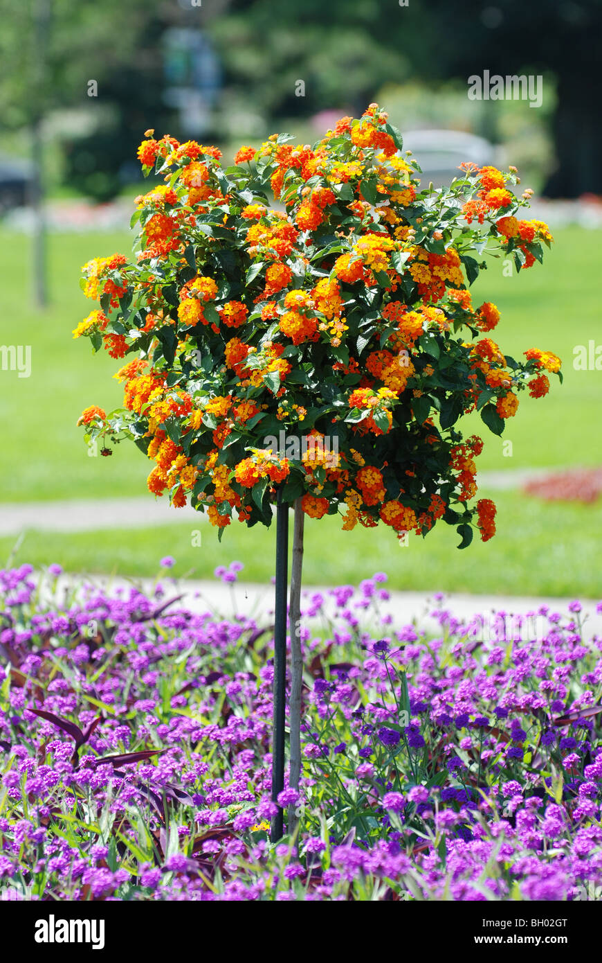 Arbre et fleurs vivaces Banque d'image et photos - Alamy
