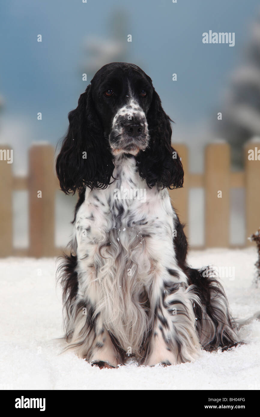 Cocker Spaniel Black Banque d'image et photos - Alamy