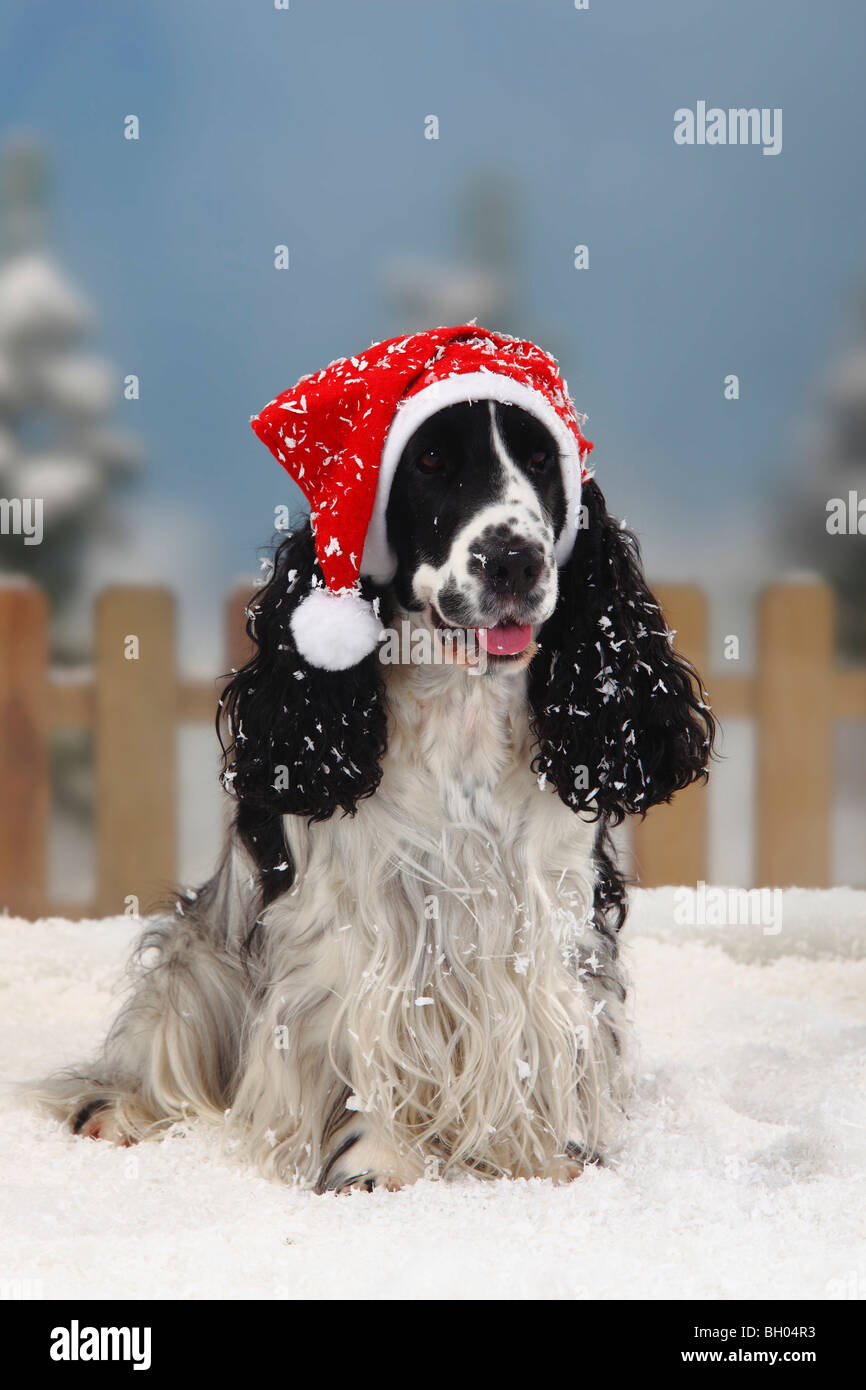 Humour anglais noel Banque de photographies et d’images à haute ...