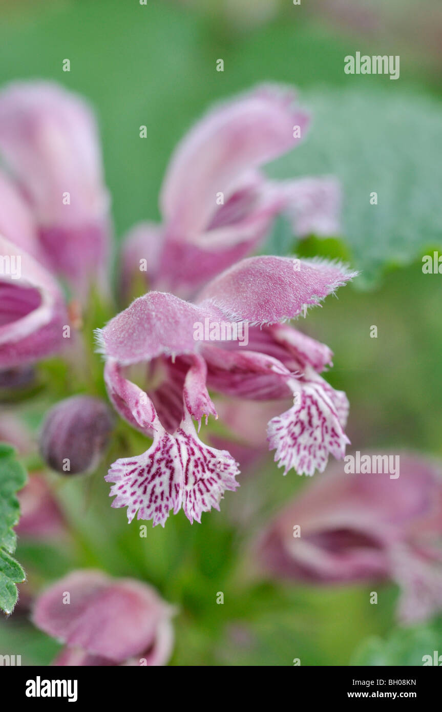 Lamium species Banque de photographies et d’images à haute résolution ...