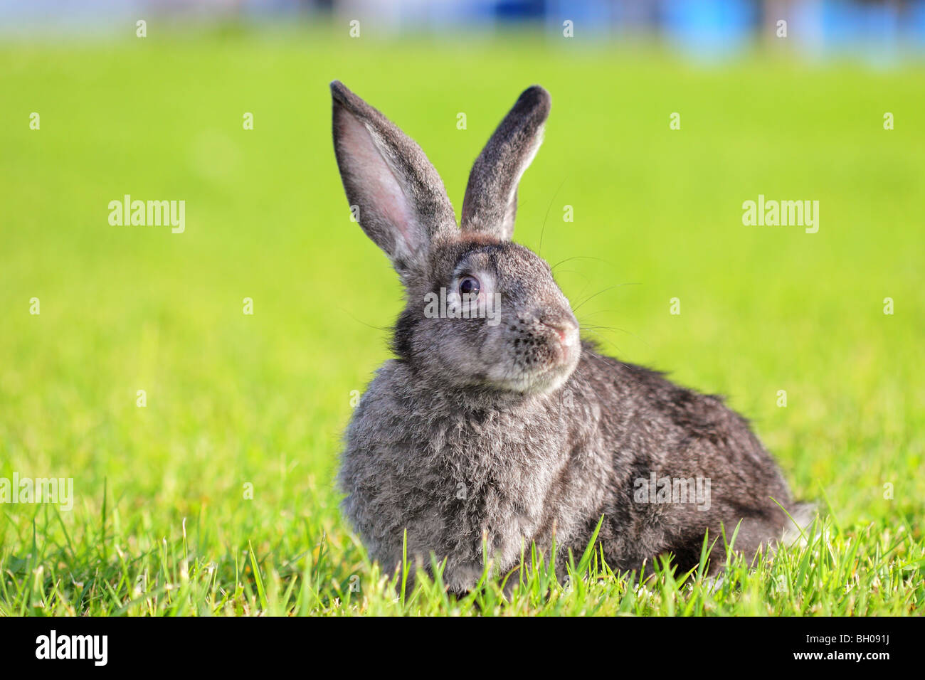 Lapin gris Banque de photographies et d’images à haute résolution - Alamy