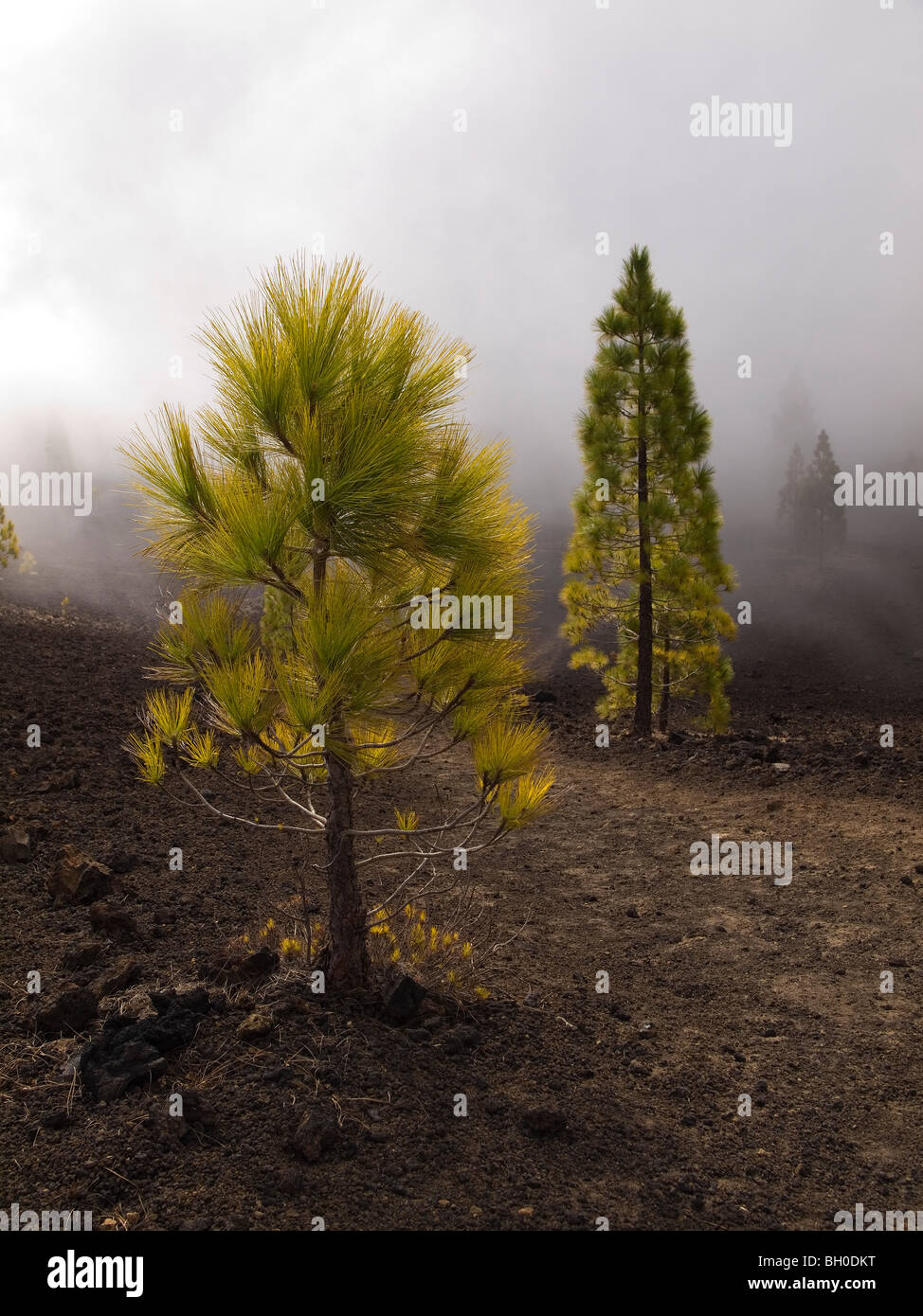 Pin pinus canariensis Banque de photographies et d’images à haute ...