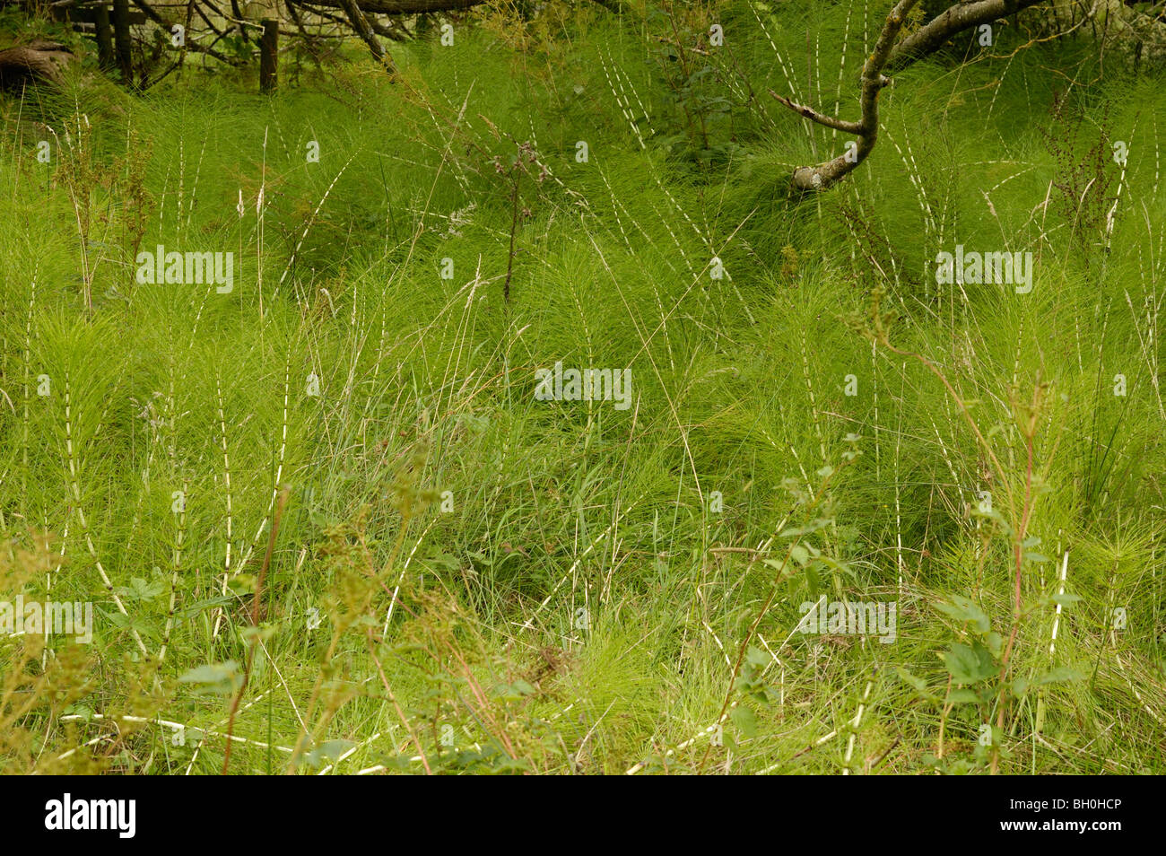Prêles géants Banque de photographies et d’images à haute résolution ...