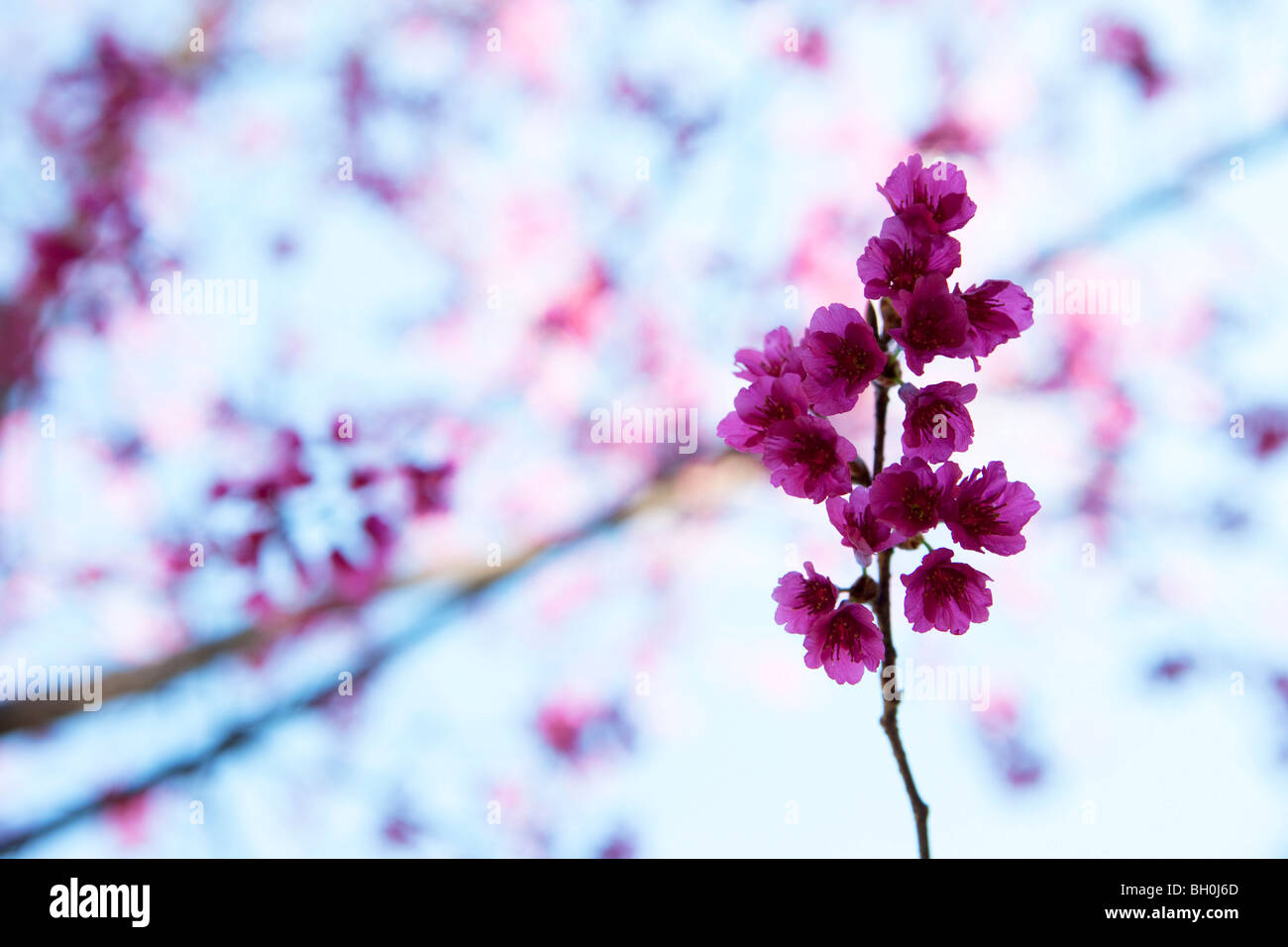 Tige fleurie Banque d'image et photos - Alamy