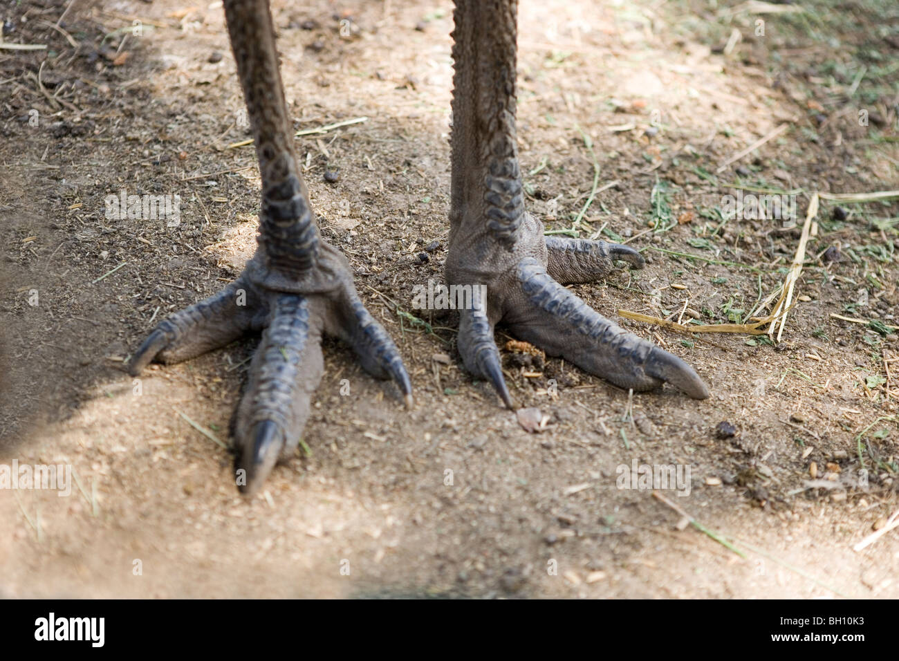 Gros plan du pied d'autruche Photo Stock - Alamy