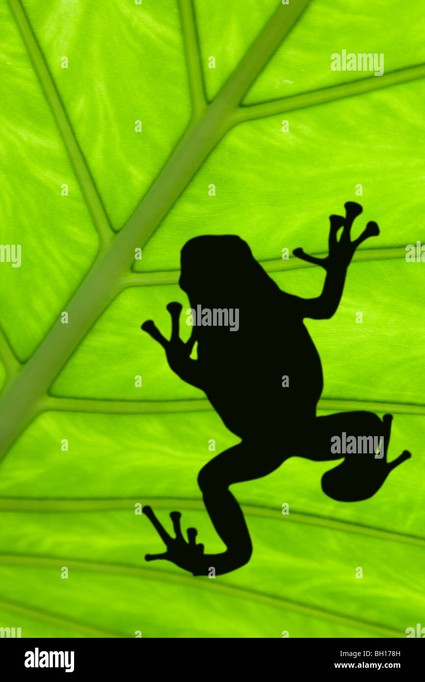Grenouille silhouette feuille verte Banque de photographies et d’images ...