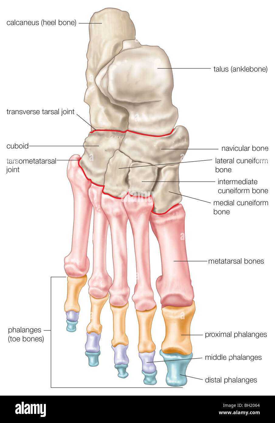 Os Du Métatarse Banque d'image et photos - Alamy