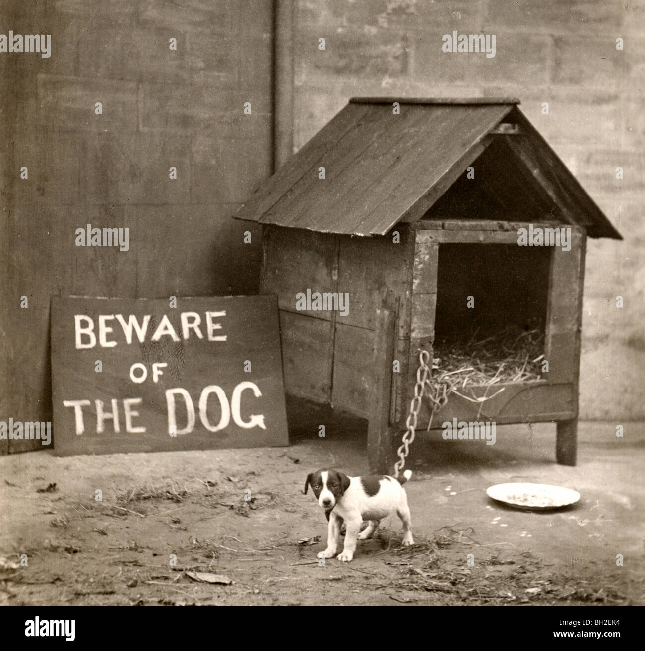 Ridiculous dog Banque de photographies et d’images à haute résolution ...