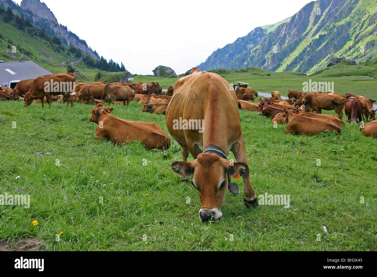 Tarentaise les vaches ferme Banque de photographies et d’images à haute ...