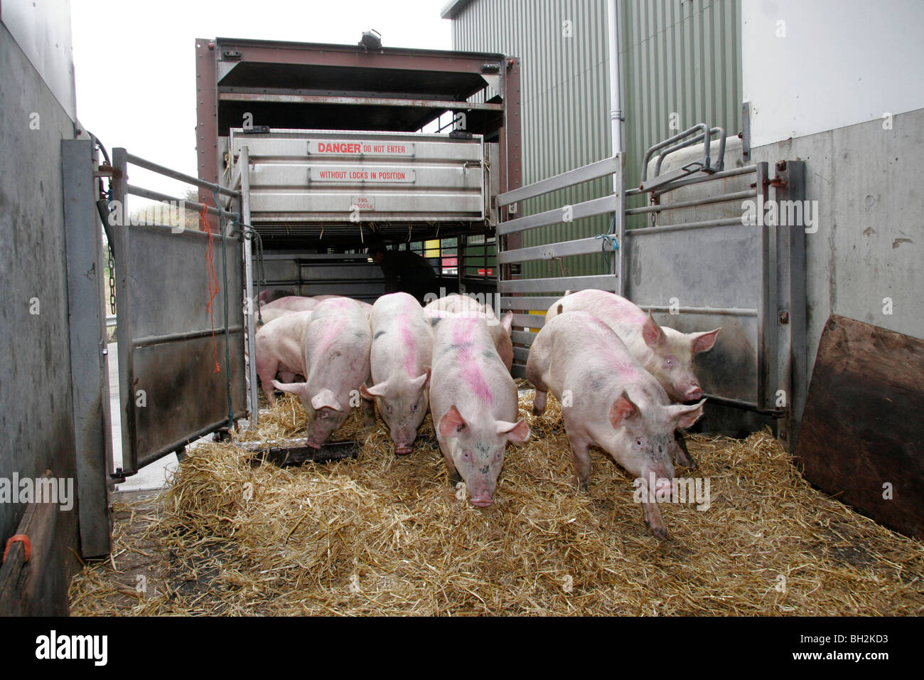 Pigs Transport Photos & Pigs Transport Images - Alamy