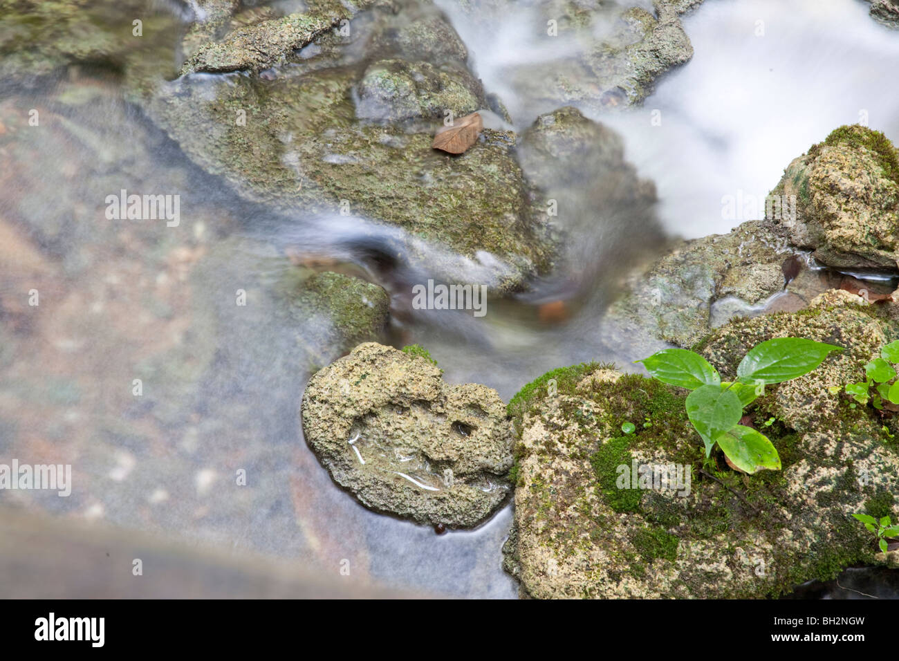Monumento Natural Semuc Champey, Alta Verapaz, Guatemala Photo Stock ...