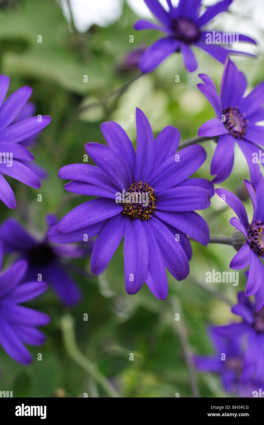 Pericallis plant senetti Banque de photographies et d’images à haute ...