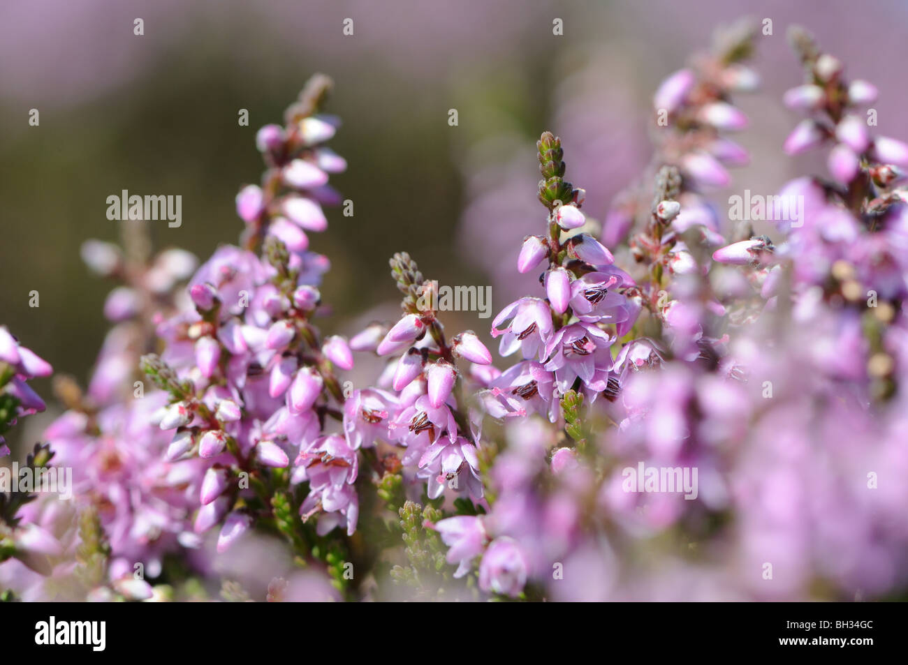 Calluna vulgaris Banque de photographies et d’images à haute résolution ...