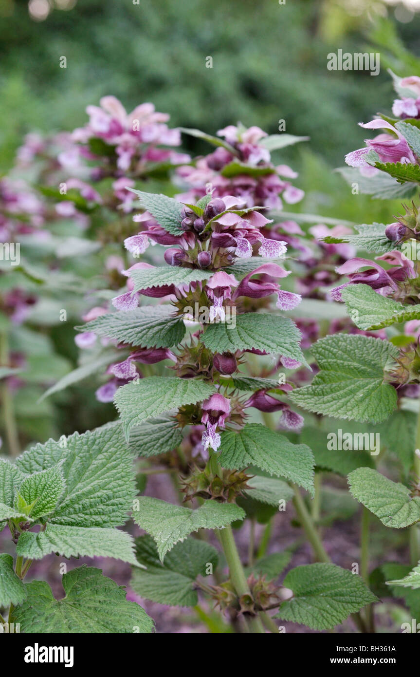 Lamium species Banque de photographies et d’images à haute résolution ...