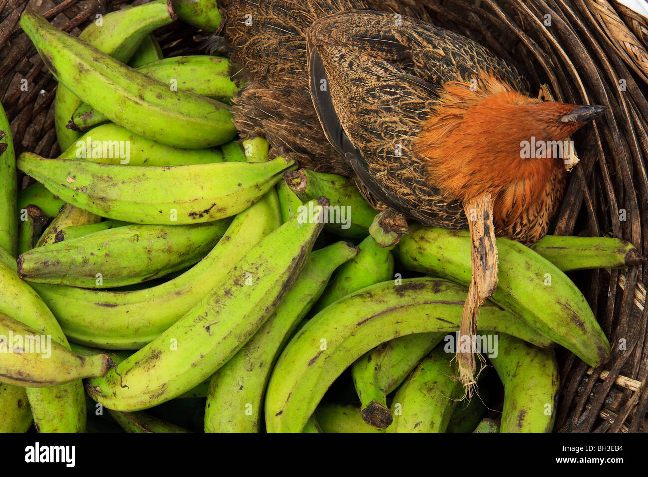 Fruits Poulet Banane Afrique Ghana marché de Jukwa Photo Stock - Alamy