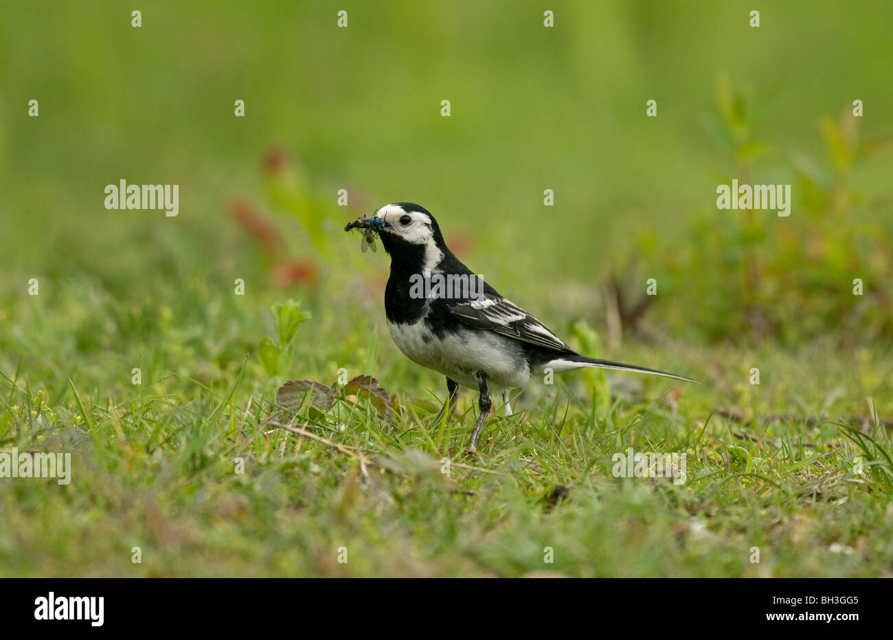 Pied de queue Banque de photographies et d’images à haute résolution - Alamy