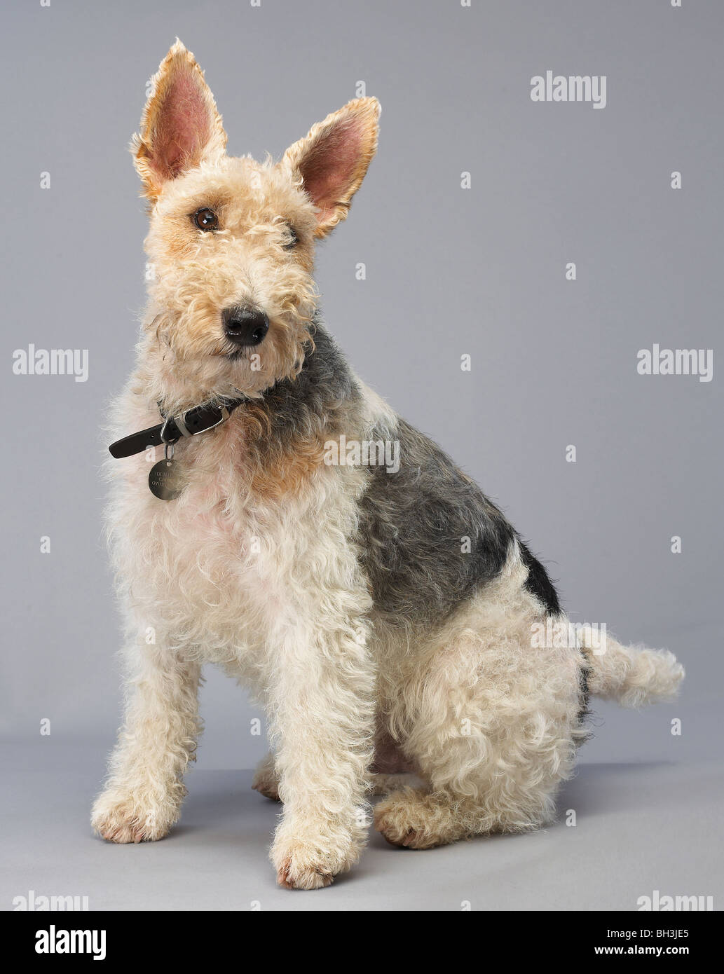 Fox terrier dog Banque de photographies et d’images à haute résolution ...