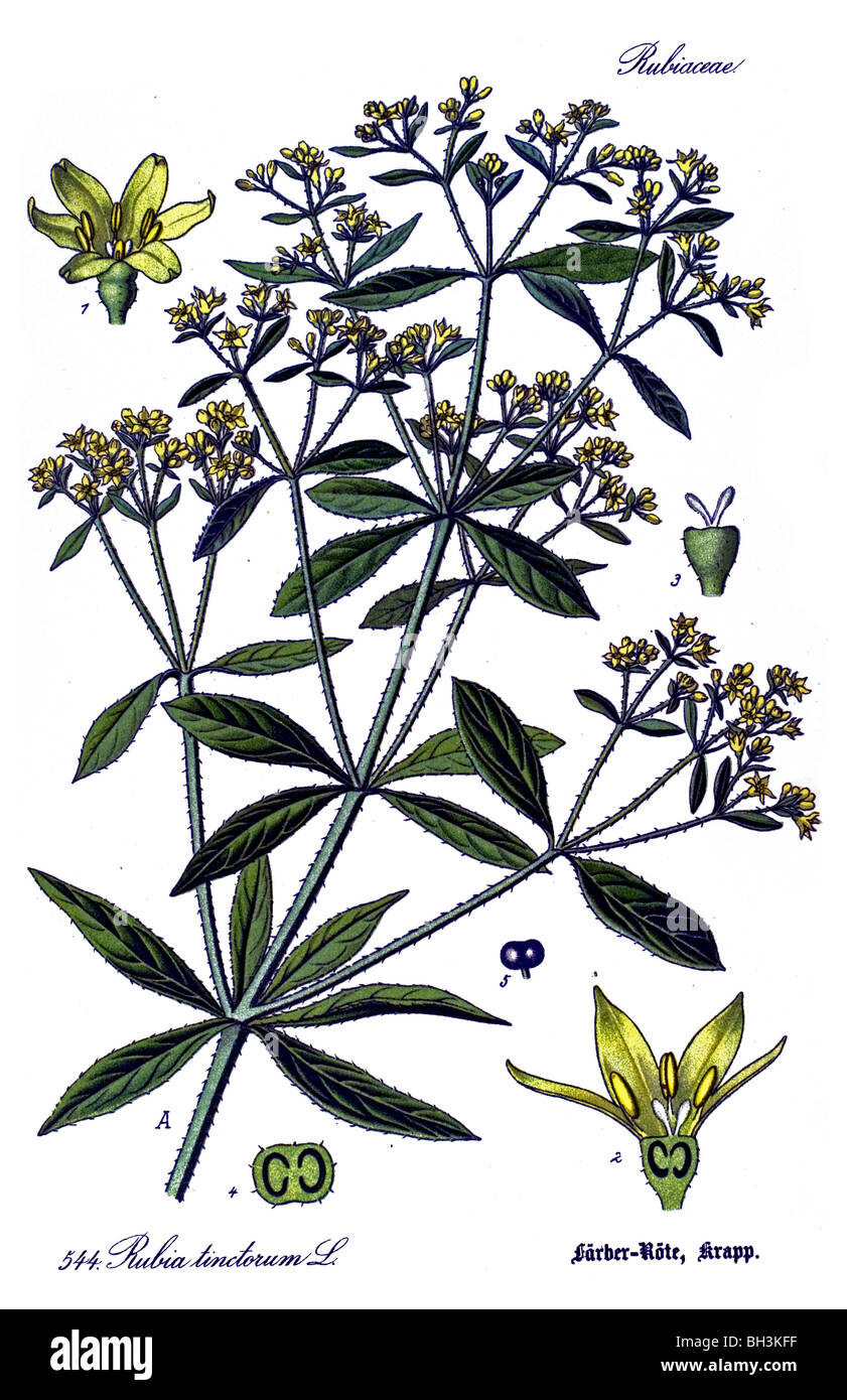Common madder Banque de photographies et d’images à haute résolution ...