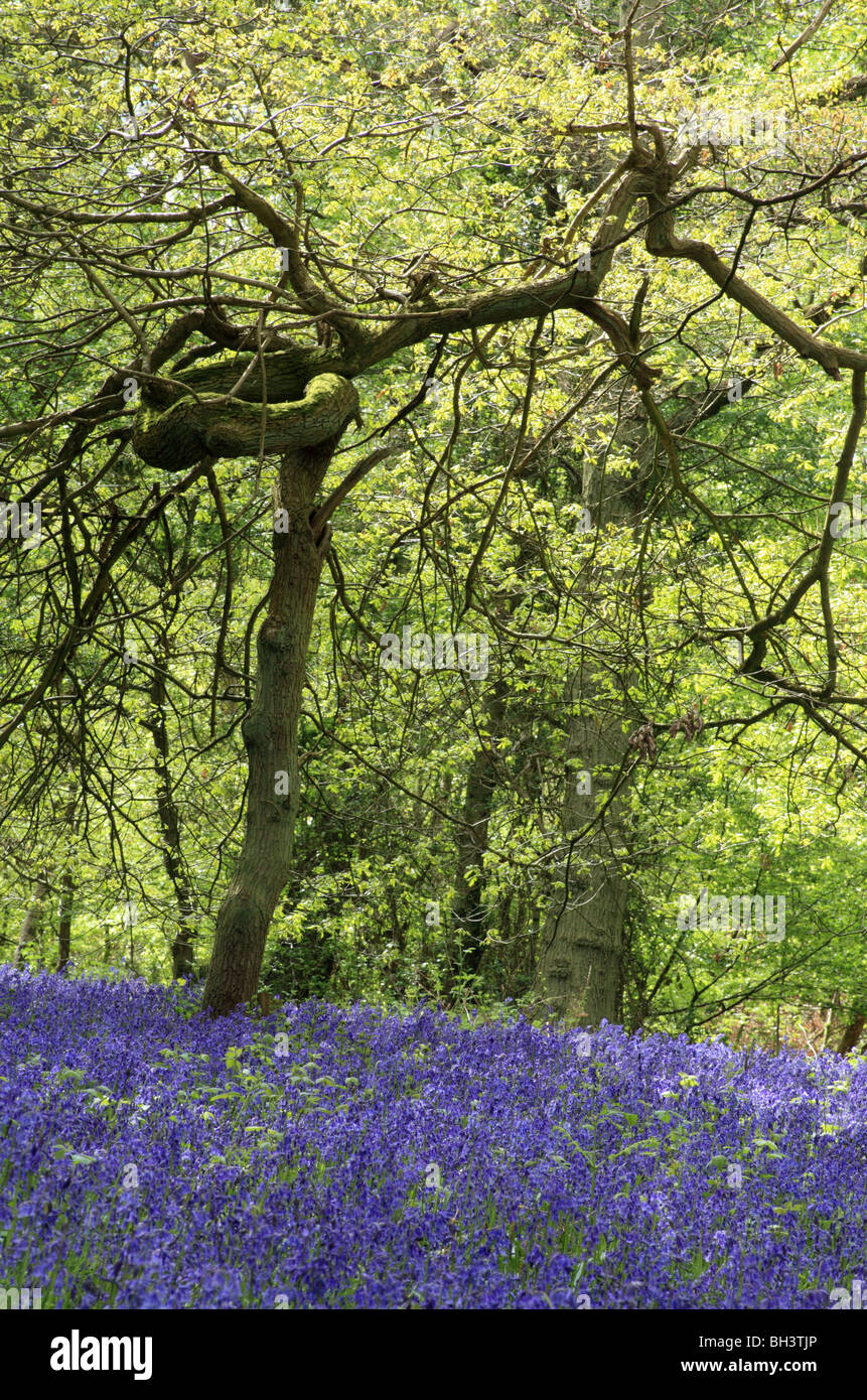Arbre tordu dans le champ Banque de photographies et d’images à haute ...