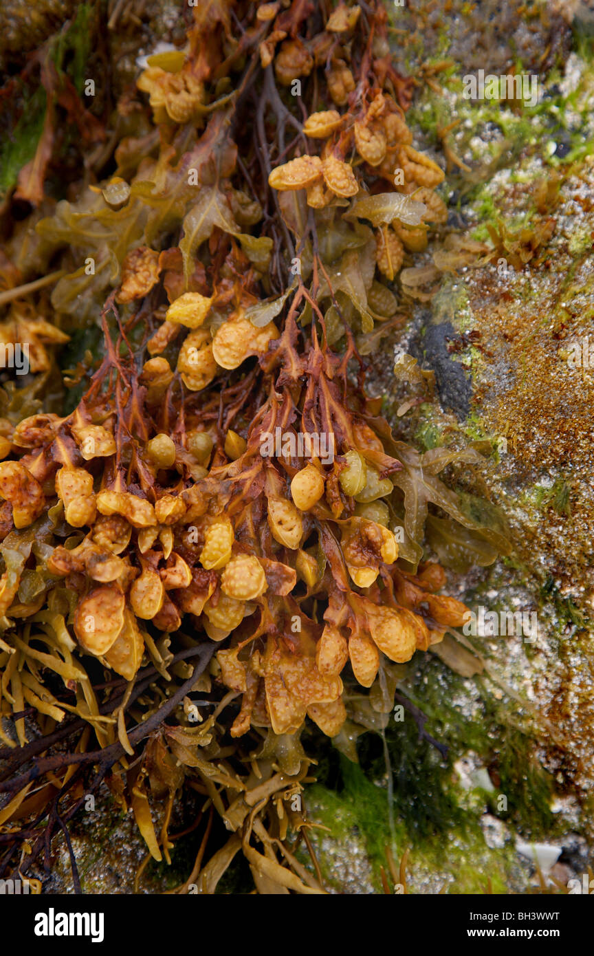 Spiral wrack fucus spiralis Banque de photographies et d’images à haute ...