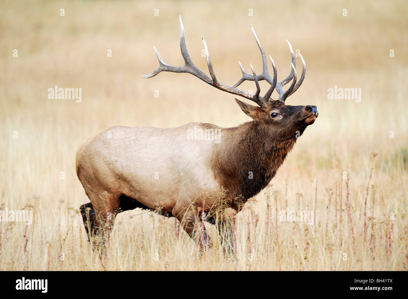 Avec wapiti Banque de photographies et d’images à haute résolution - Alamy