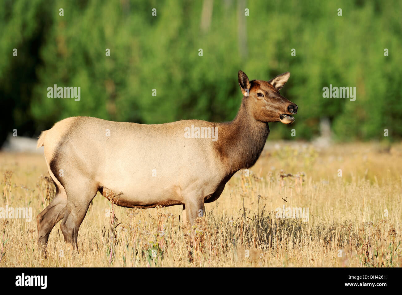 Avec wapiti Banque de photographies et d’images à haute résolution - Alamy