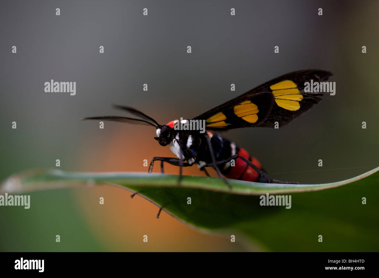 Euchromia polymena Banque de photographies et d’images à haute ...