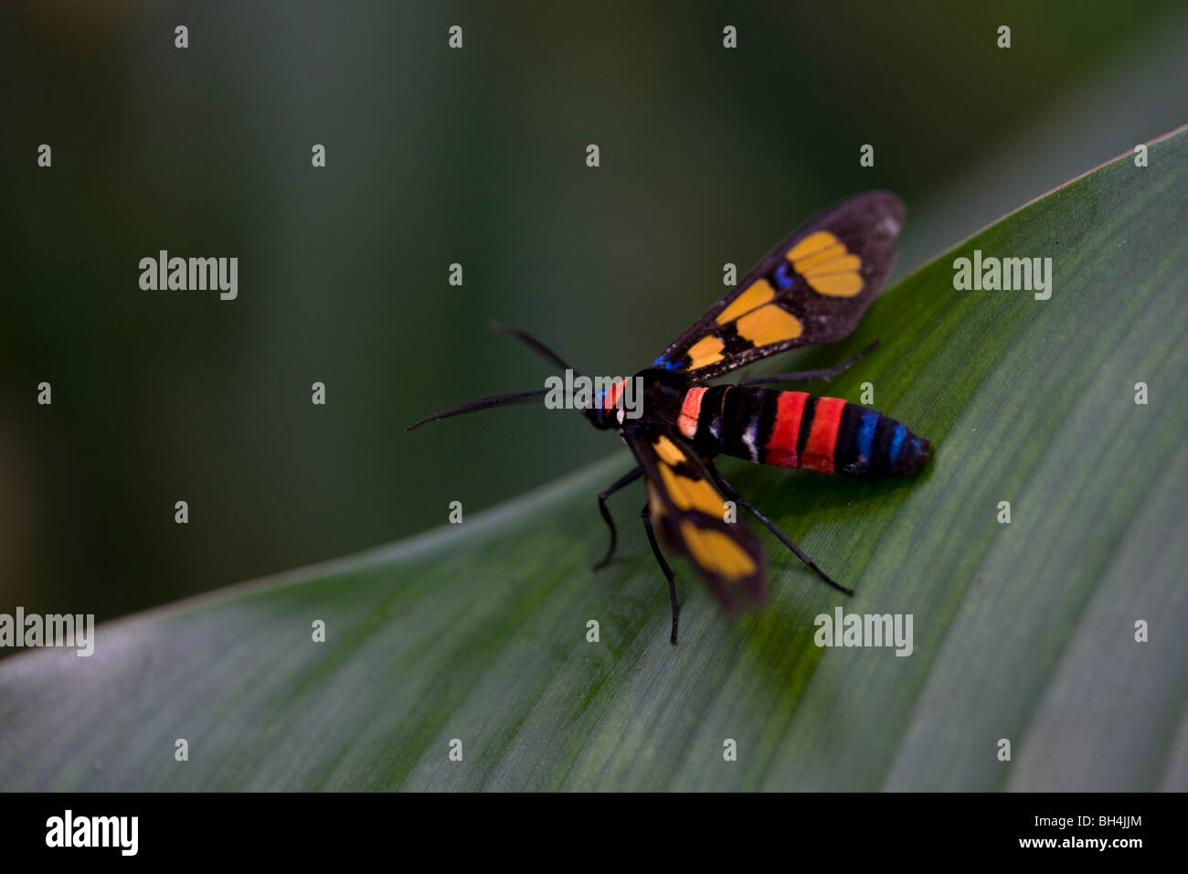 Euchromia polymena Banque de photographies et d’images à haute ...