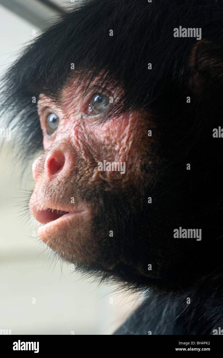 Red faced monkey Banque de photographies et d’images à haute résolution ...