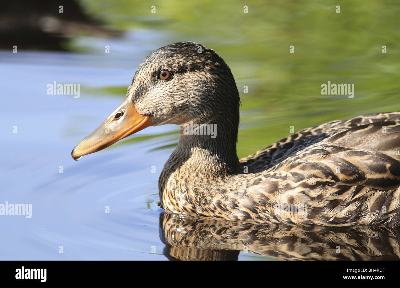 Female mallard Banque de photographies et d’images à haute résolution ...