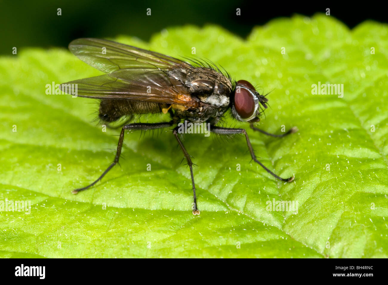 Helina duplicata Banque de photographies et d’images à haute résolution ...
