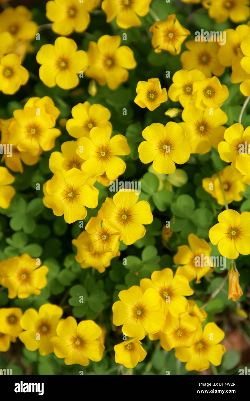 Oxalis lobata Banque de photographies et d’images à haute résolution ...