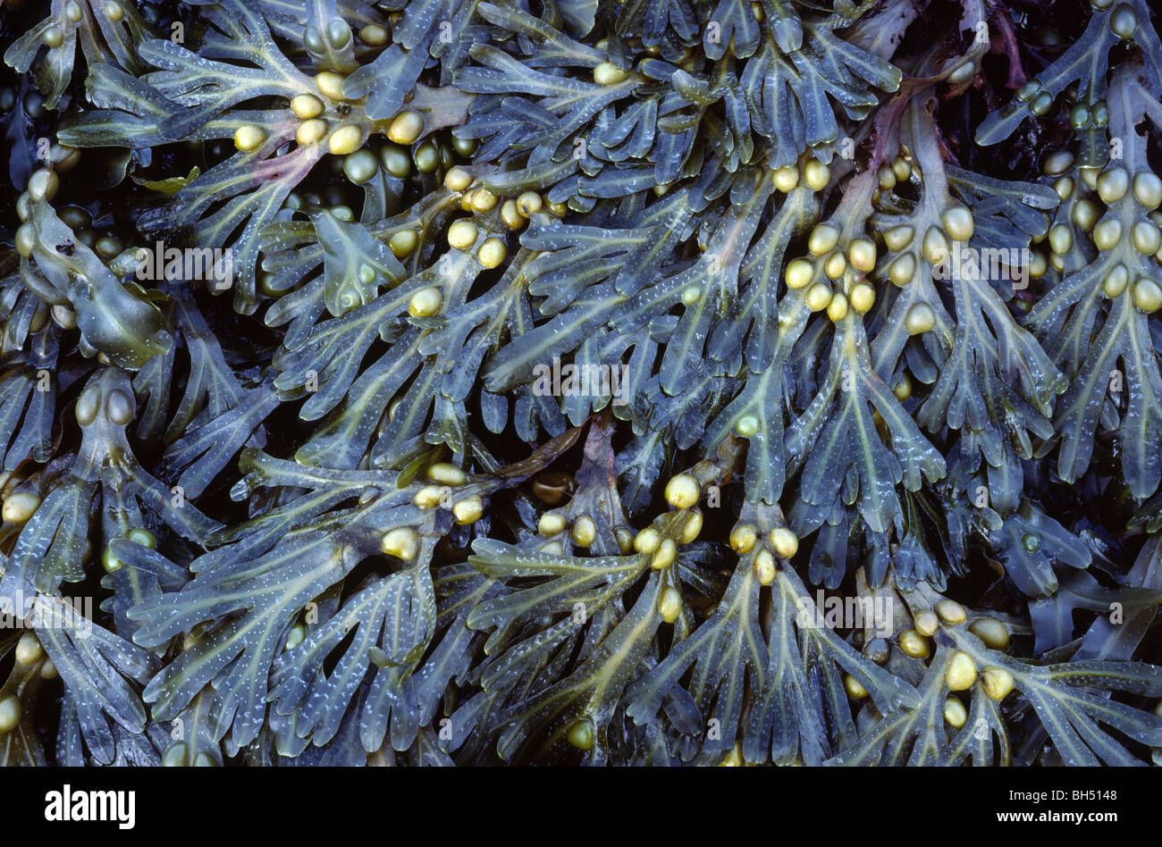 Close-up d'un patch d'algues fucus vésiculeux (Fucus vesiculosus ...