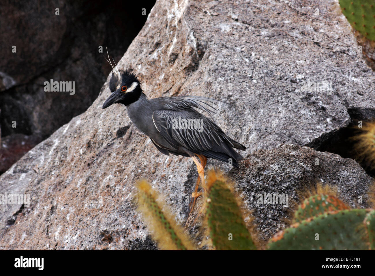 Plage de darwin Banque de photographies et d’images à haute résolution ...