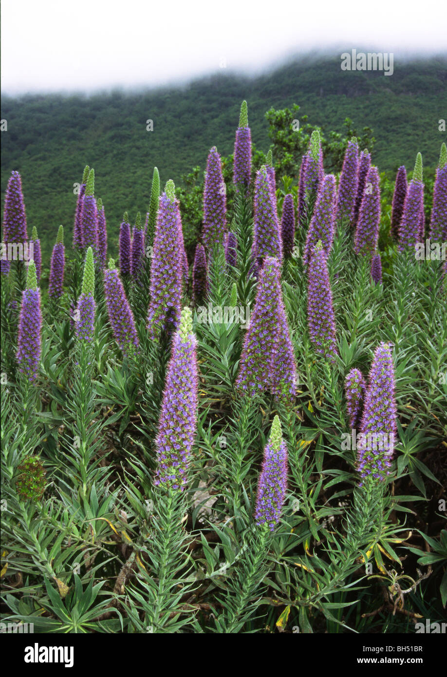 Groupe d'orgueil de Madère fleurs (Rose) qui poussent à l'état sauvage ...