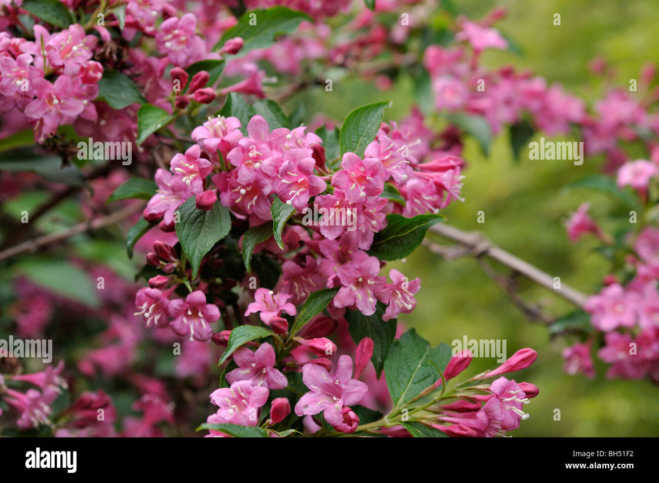 Weigela shrub Banque de photographies et d’images à haute résolution ...