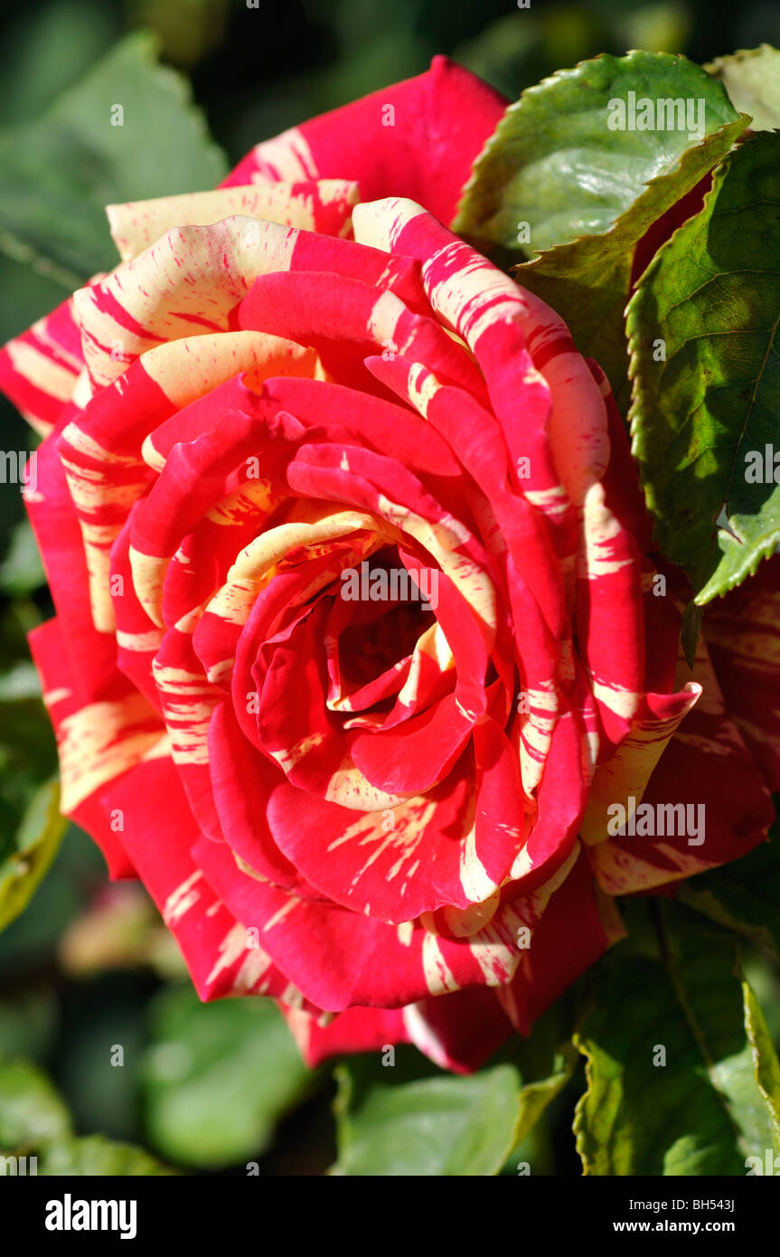 Rose roses fleur rouge fleurs jardin jardinage Banque de photographies ...