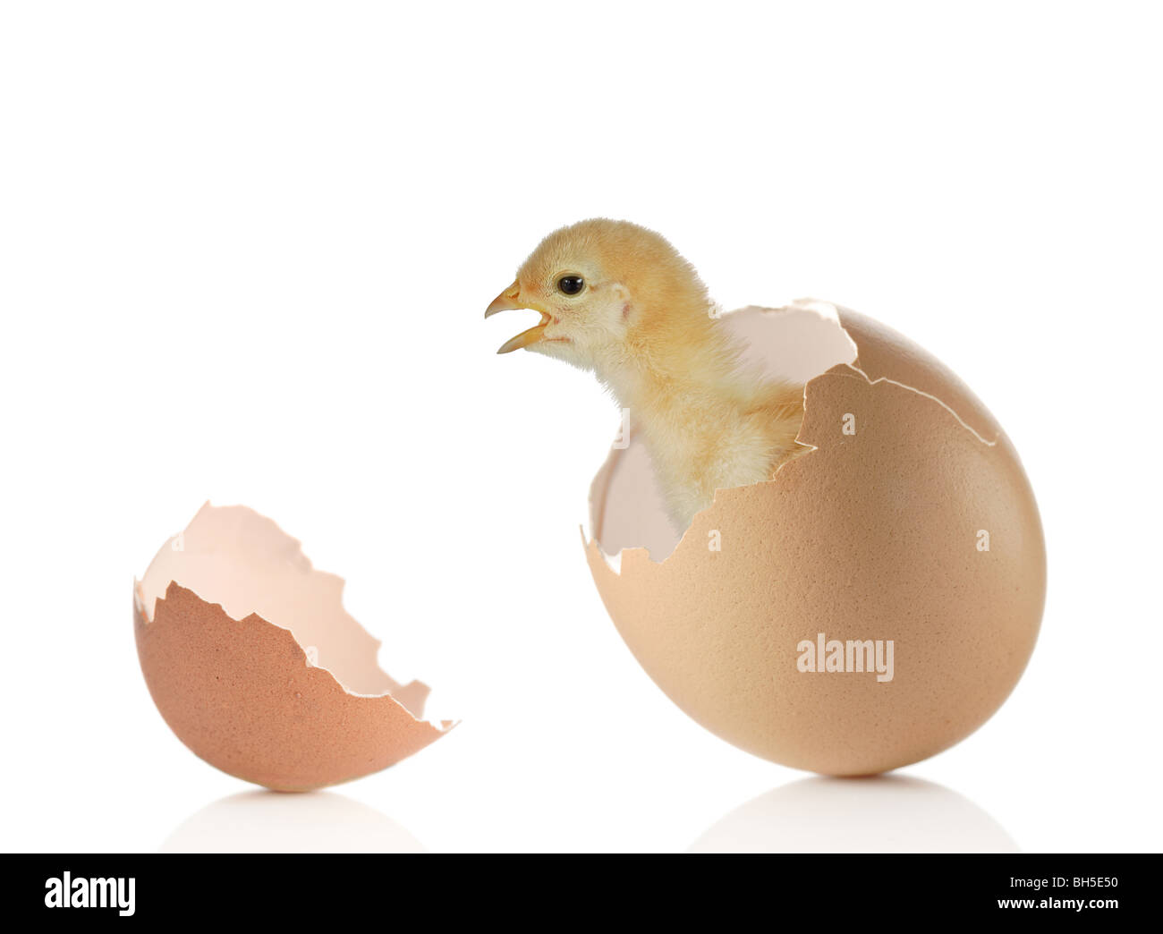 Baby chicken shell Banque de photographies et d’images à haute ...