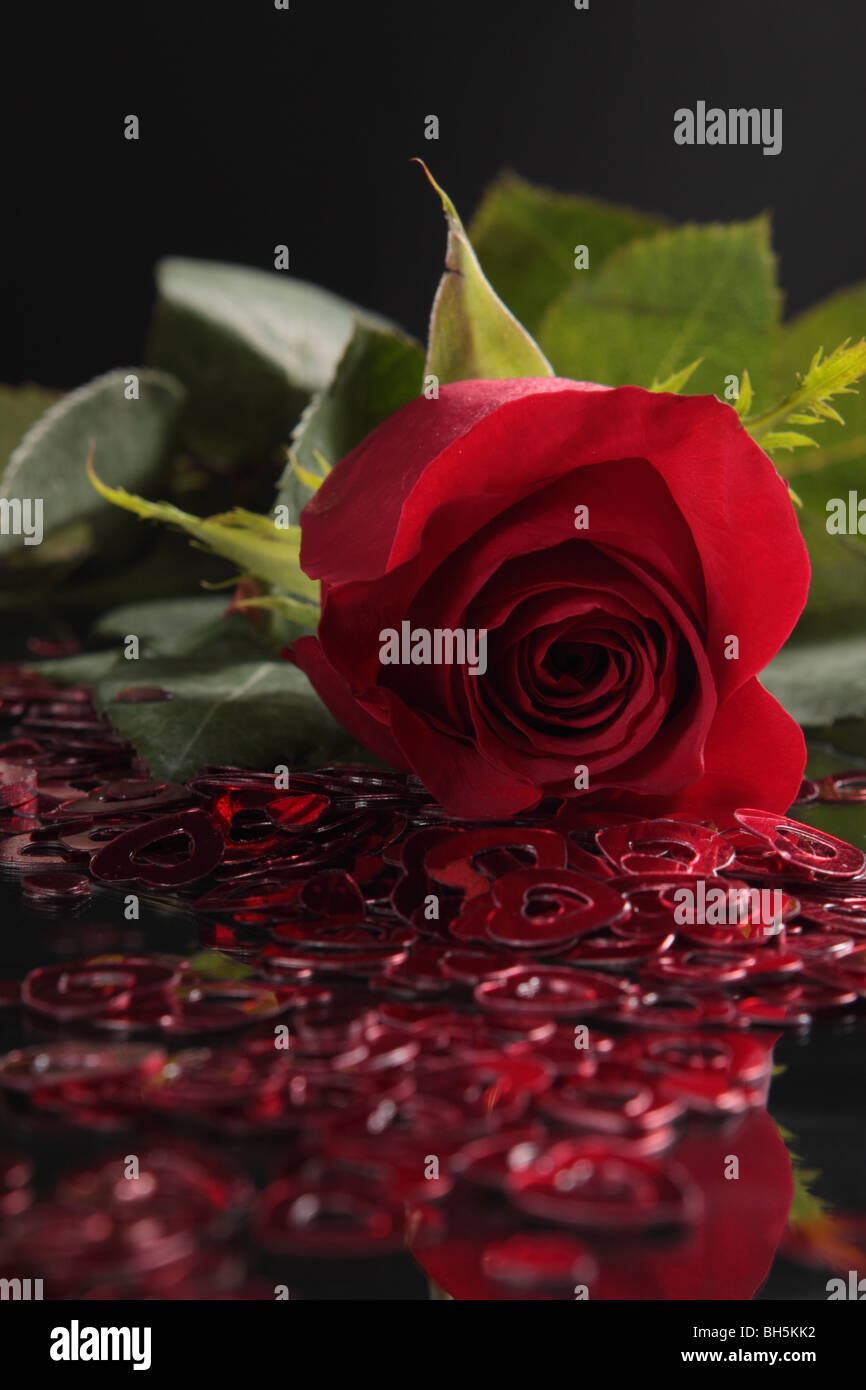 Rose rouge Banque de photographies et d’images à haute résolution - Alamy