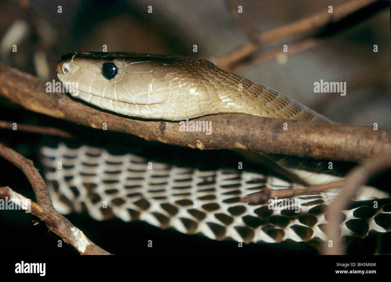 Black mamba portrait Banque de photographies et d’images à haute ...