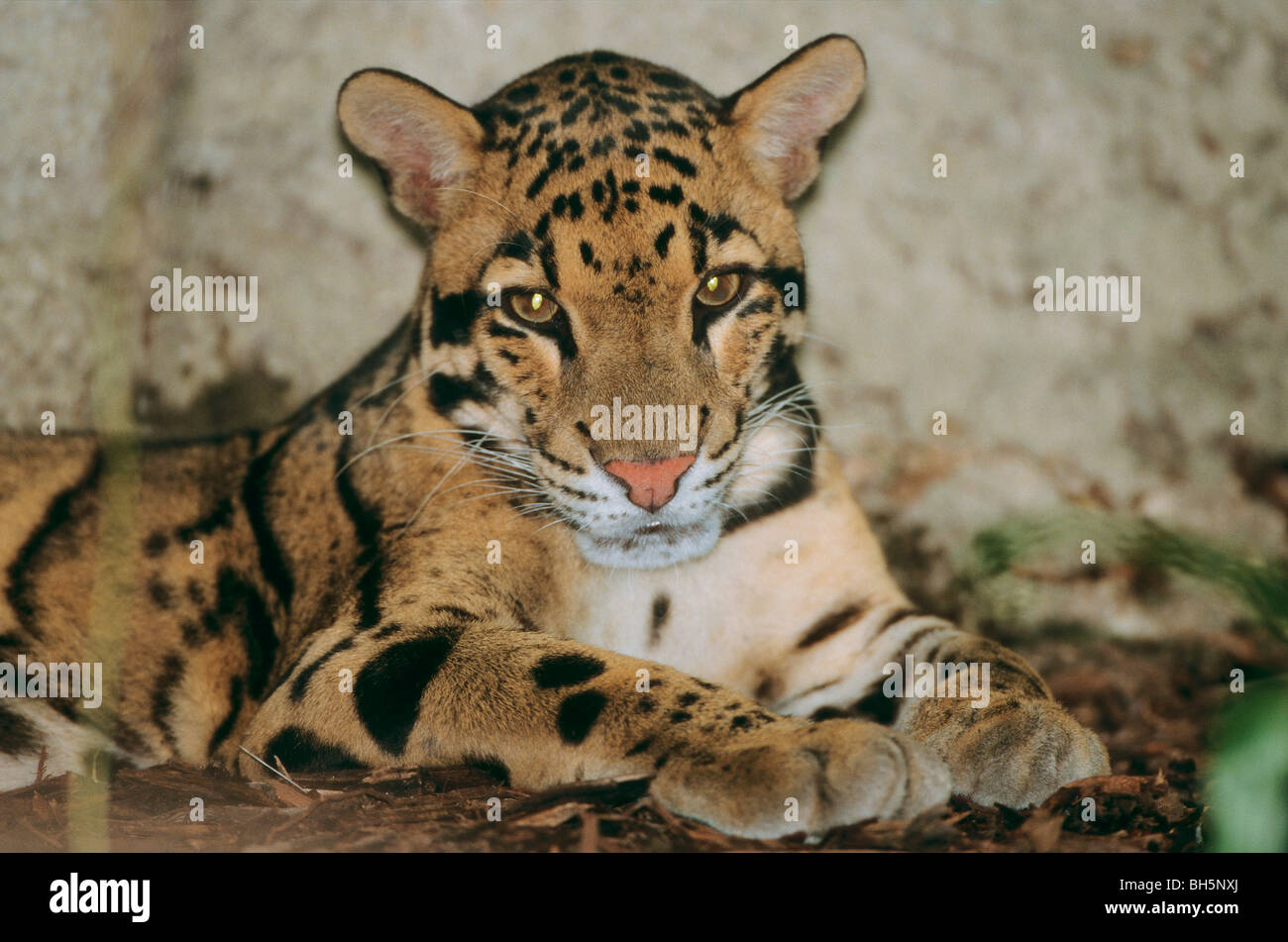 Clouded leopard prey neofelis nebulosa Banque de photographies et d’images à haute résolution ...