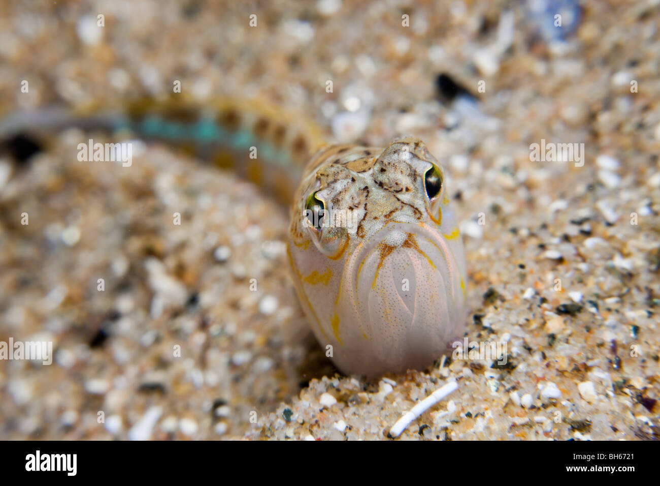 Poissons de grande taille Banque de photographies et d’images à haute ...