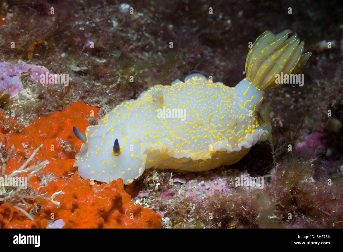 Méditerranée Dorid Slug, Hypselodoris elegans, Tamariu, Costa Brava ...