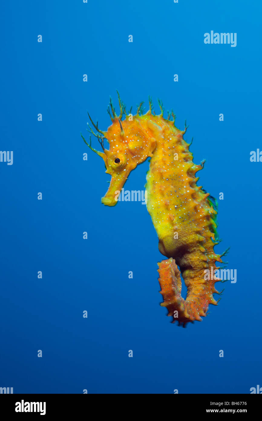 Cheval de mer Banque de photographies et d’images à haute résolution ...