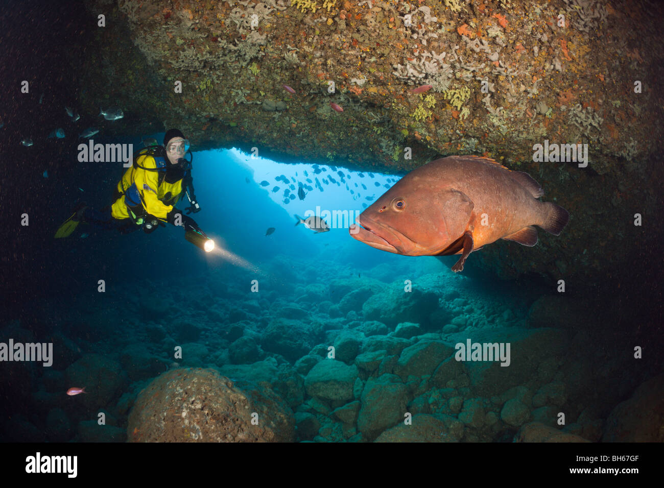 Scuba Diver et mérou sombre dans la grotte, Epinephelus marginatus ...