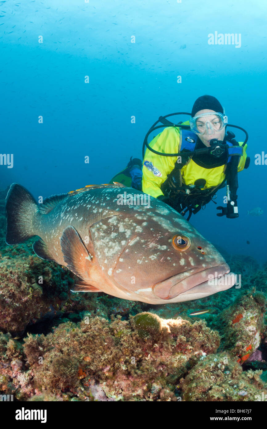 Et epinephelinae Banque de photographies et d’images à haute résolution ...