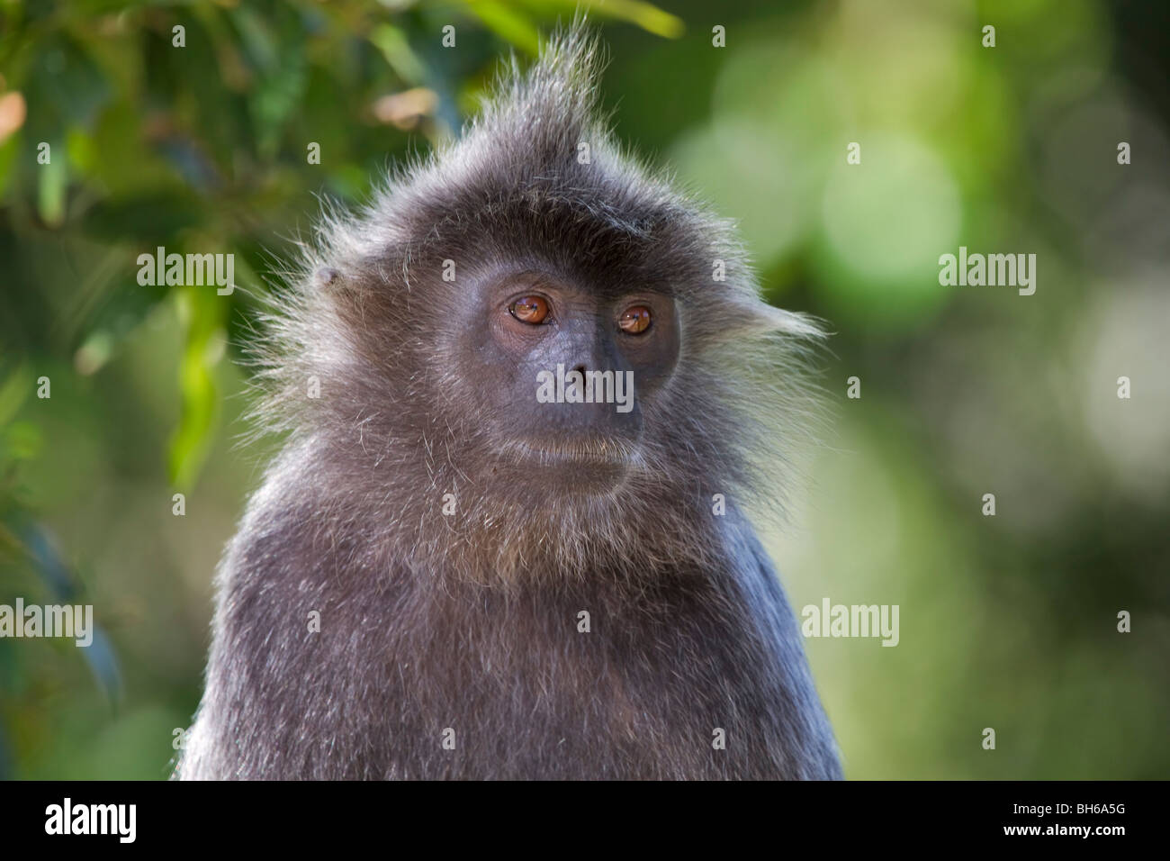 Trachypithecus cristatus Banque de photographies et d’images à haute ...