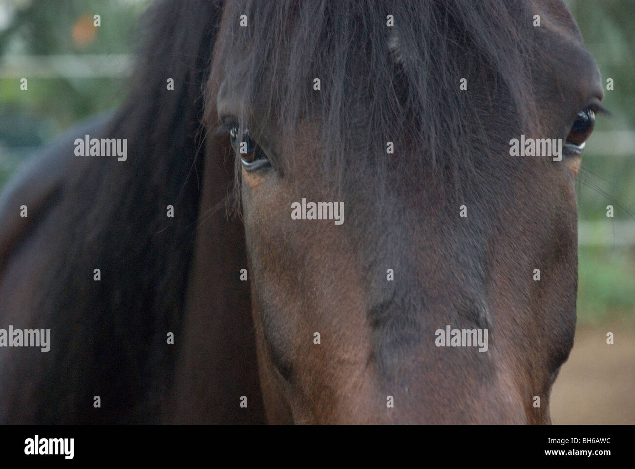 Visage de cheval Banque de photographies et d’images à haute résolution ...
