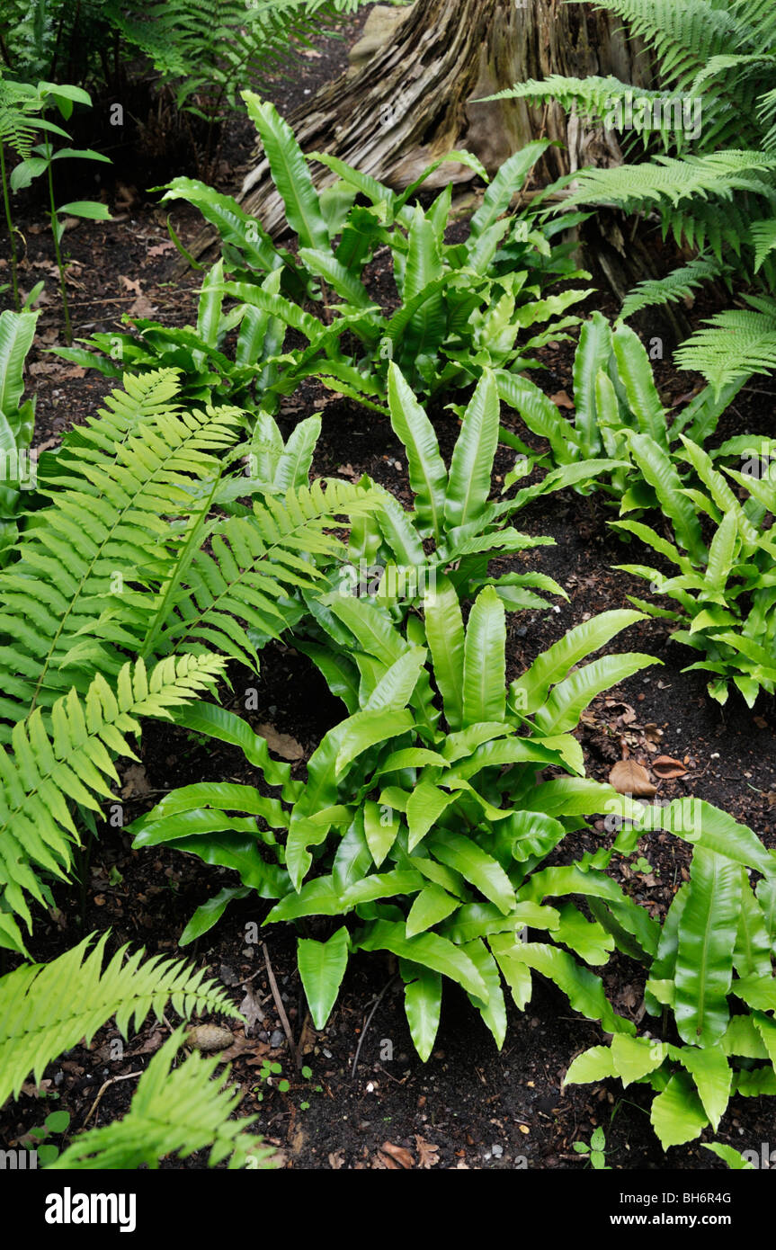 Scolopendre officinale (Asplenium scolopendrium phyllitis scolopendrium ...