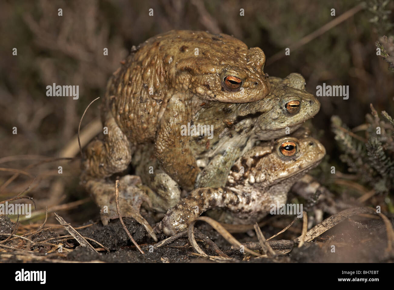 Mating toads Banque de photographies et d’images à haute résolution - Alamy